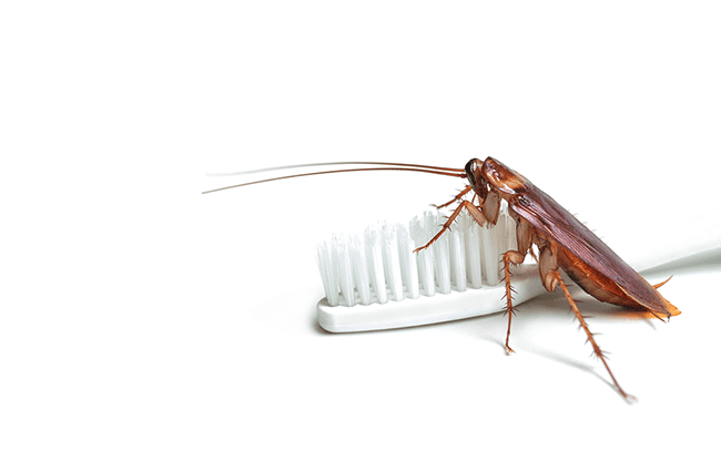 Roaches 101 - At Home Pros