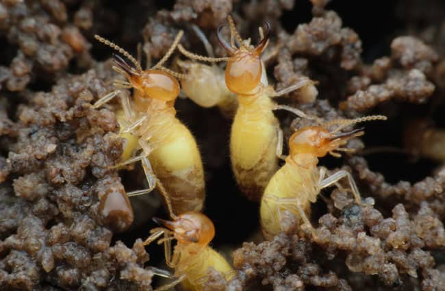 Ants vs Termites - How Are They Different and What Homeowners Need to ...