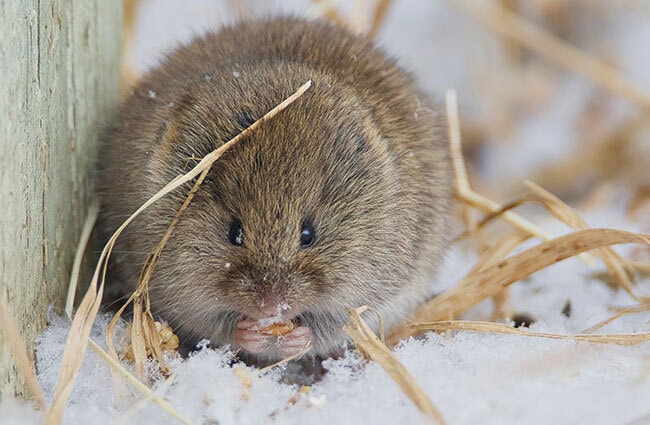 Voles 101: What Are They and How to Prevent them - At Home Pros