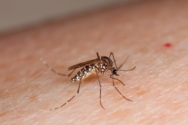 What Attracts Mosquitoes to Humans? 7 Key Reasons - At Home Pros