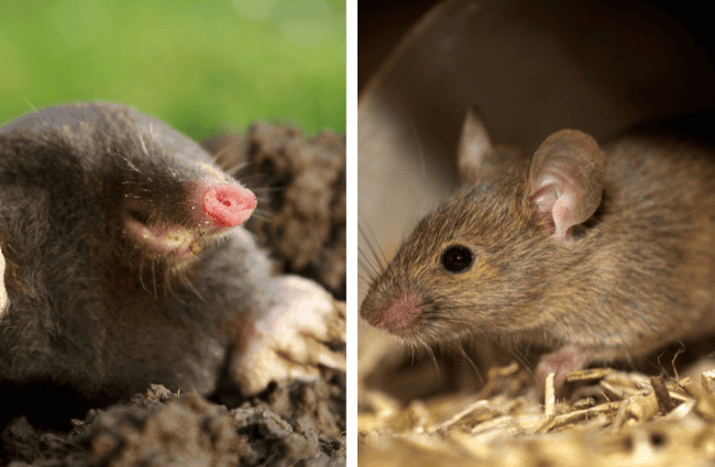 Moles vs Mice: What Are the Differences? - At Home Pros