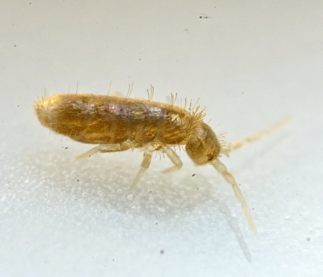 How to Identify, Get Rid of, and Prevent a Springtail Infestation - At ...